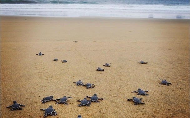 Mount Bromo Ijen Sukamade Turtle Beach Tour | Pesona Bromo Tour Agency